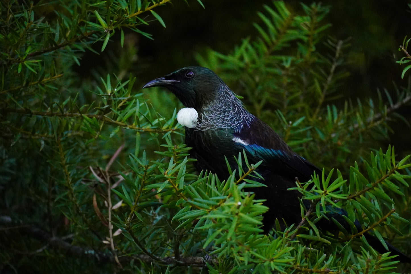 Tūī by David Trubridge