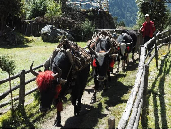 Kanchenjunga North Base Camp Trek – David Trubridge